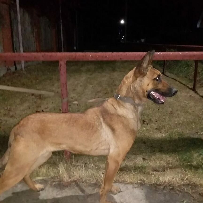 Малинуа на охрану территории