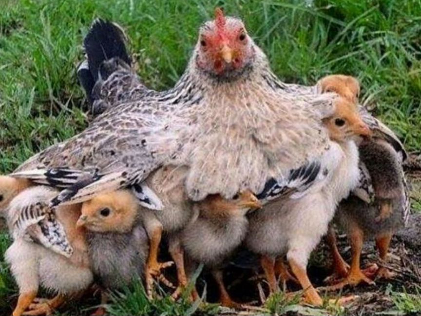 Квочка с цыплятами