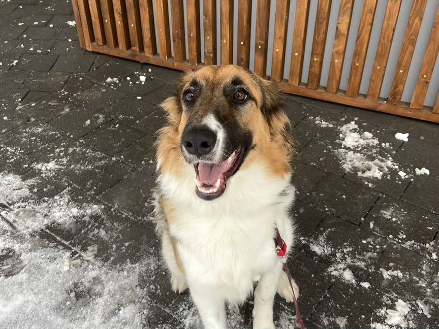 Помесь борзой и колли