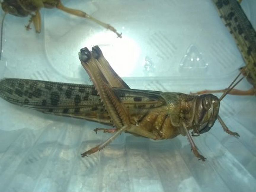 Заморозка/саранча(свежемороженная )