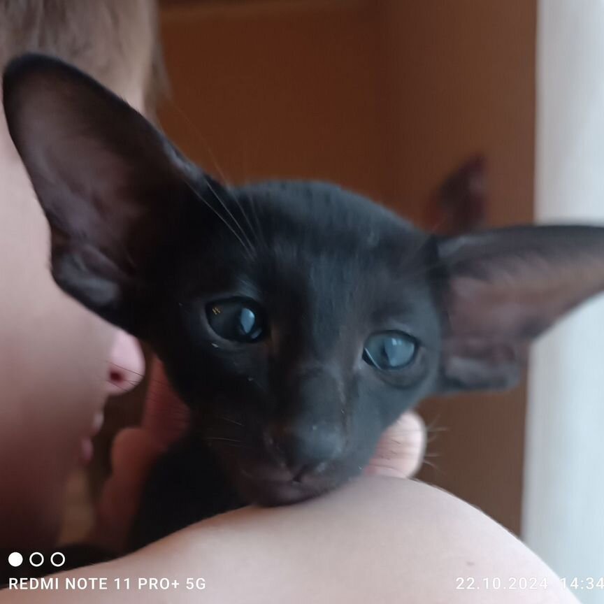 Шикарный котик