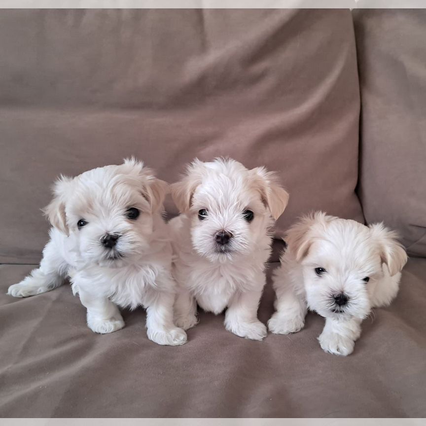 Мальтийская болонка, документы РКФ