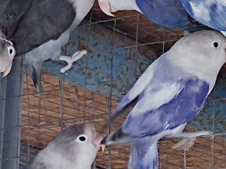 Попугай неразлучники