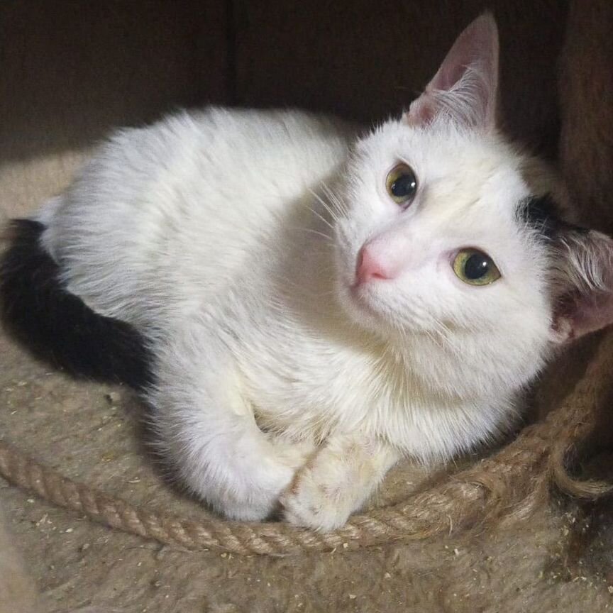 Кошка девочка 1,4 года