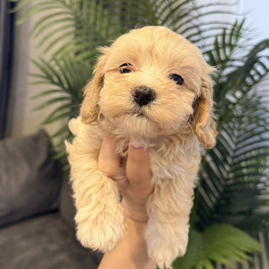 Мальтипу, щенок