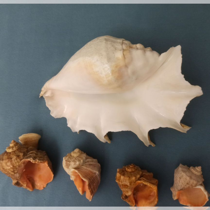 Ракушки морские