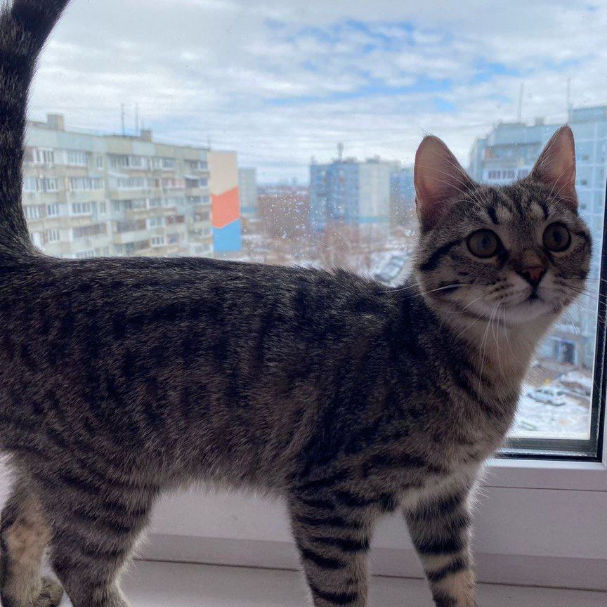 Ласковая кошечка (котенок) 6 месяцев в добрые руки