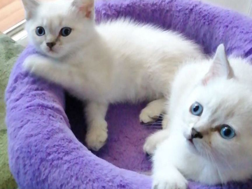 Шотландские котята