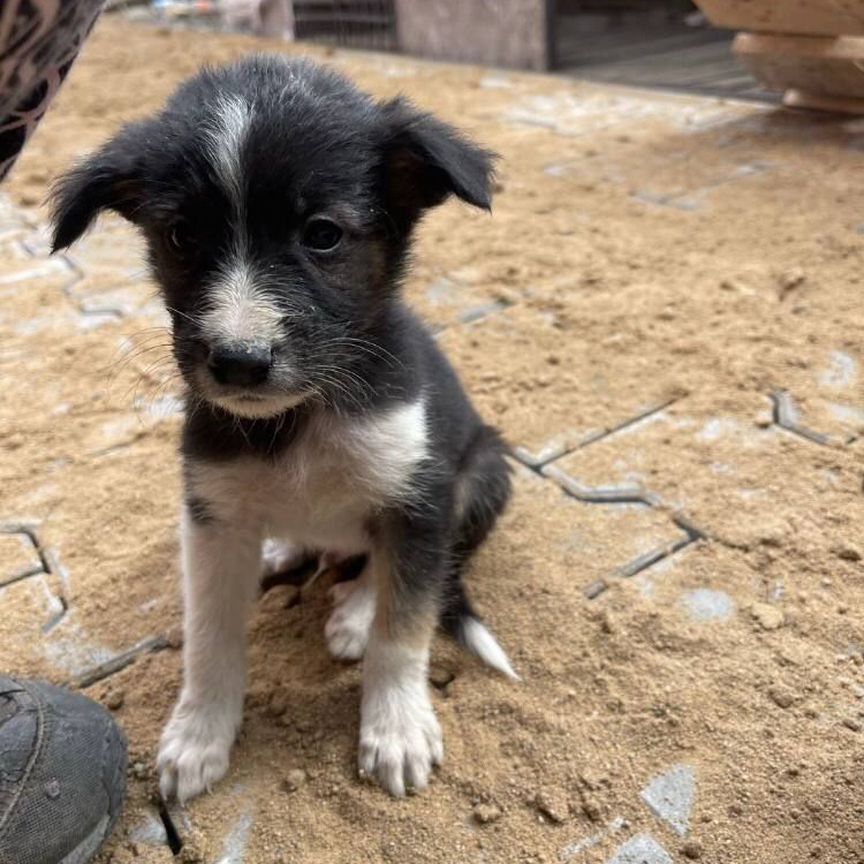 Щенки в добрые руки