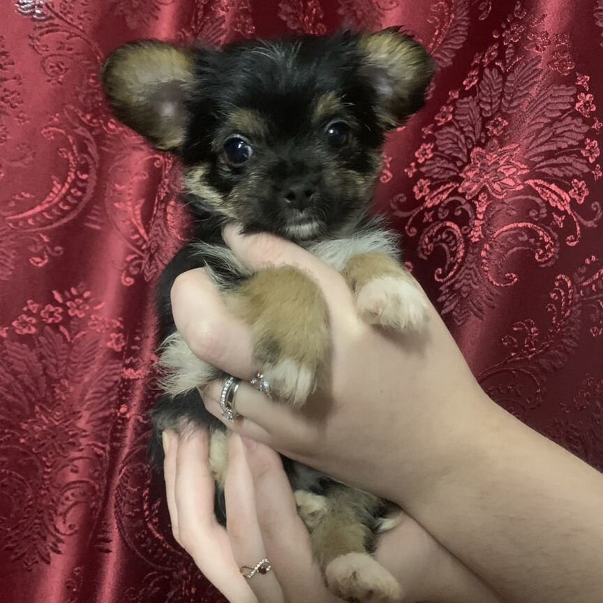 Йоркширский терьер, щенок