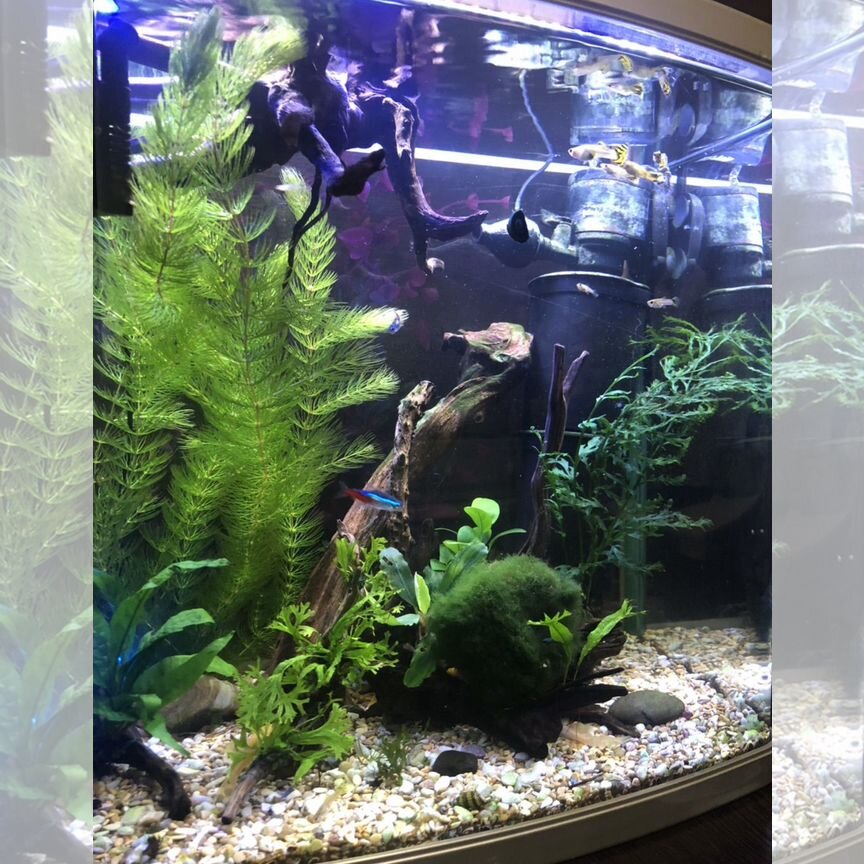 Роголистник в аквариум