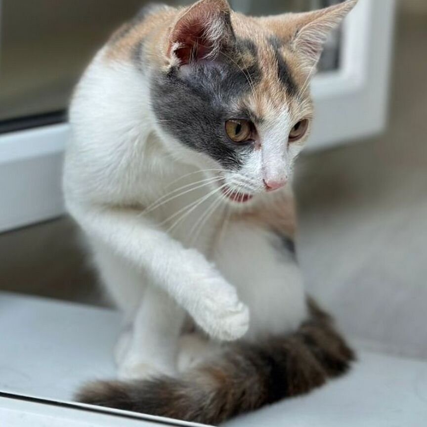 Котенок трехцветка