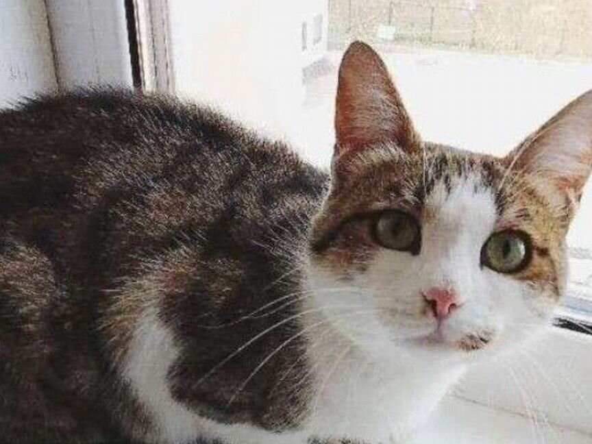 Кошка, 1,5 года, мышеловка