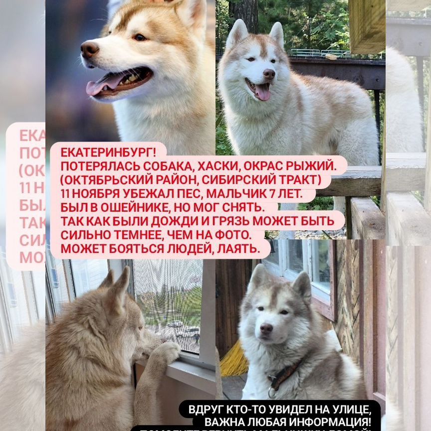 Сибирский хаски, взрослый пёс