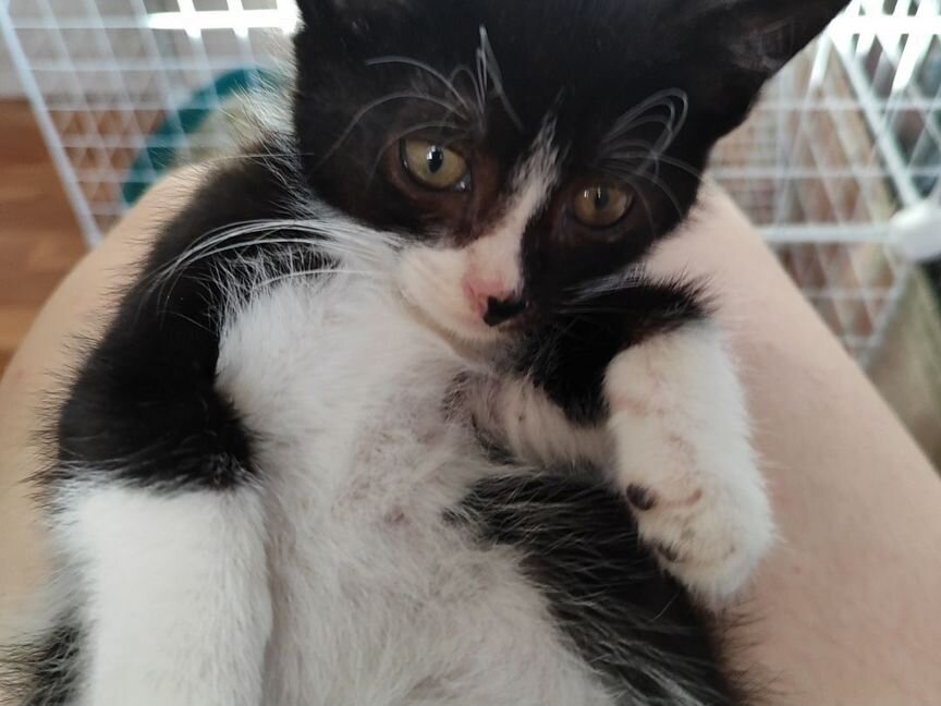 Милейший котейка ищет мам и пам