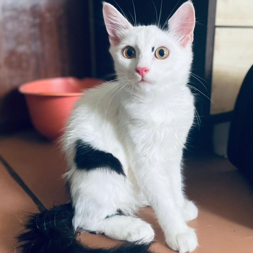 Котятам нужен дом