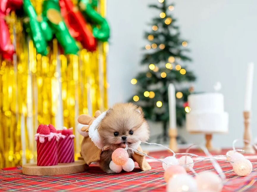 Новогоднее чудо под елку микро шпиц мишка