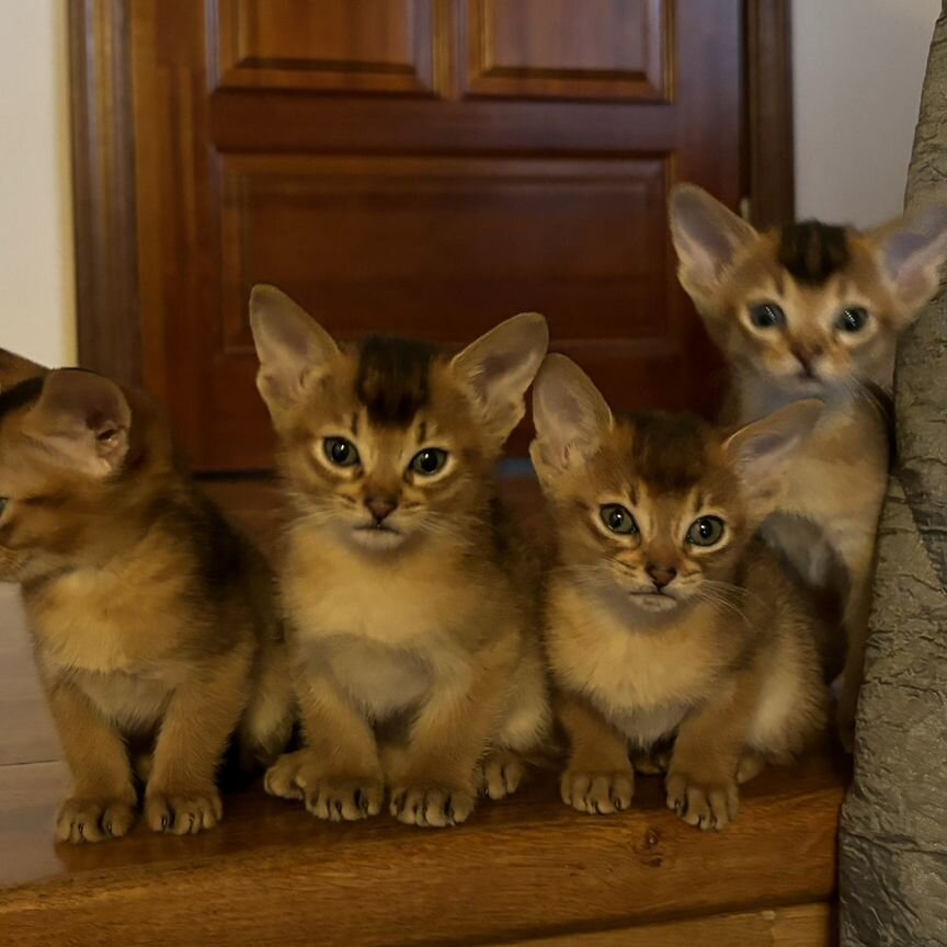 Абиссинские котята