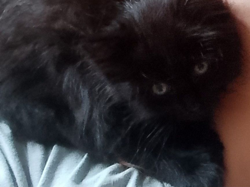 Сибирская кошечка