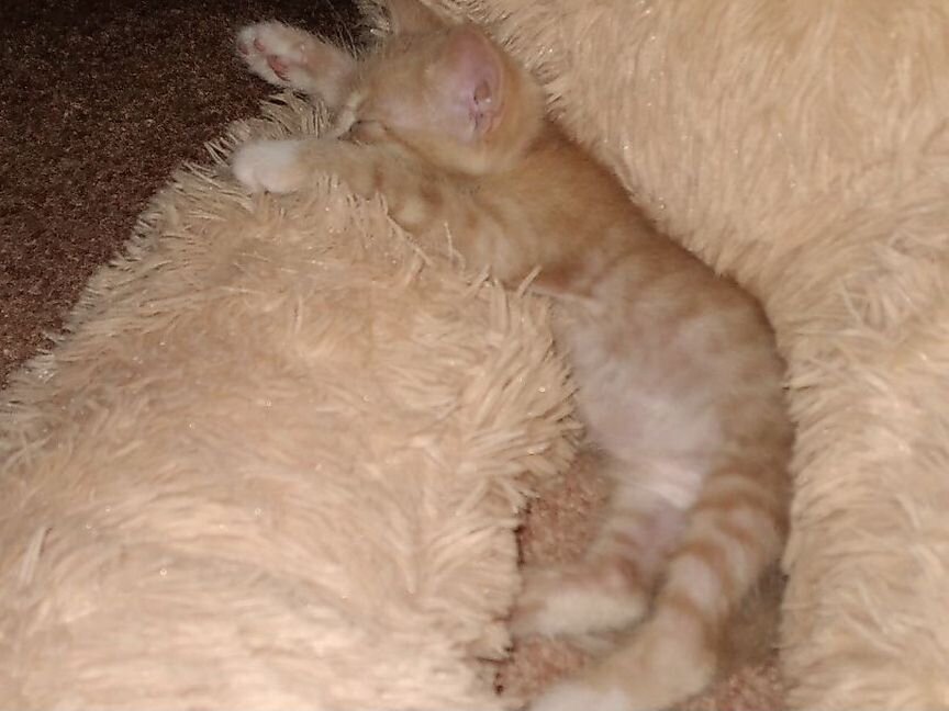 Котёнок на добрые руки
