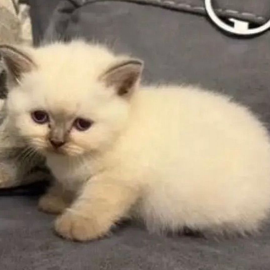 Британский короткошёрстный котёнок