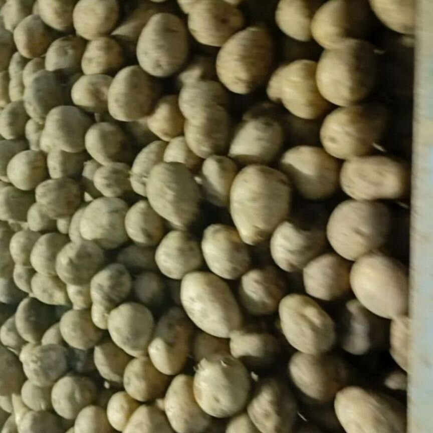 Картофель мелкий на корм скоту