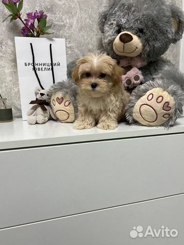 Мальтипу ф1 микро мальчик
