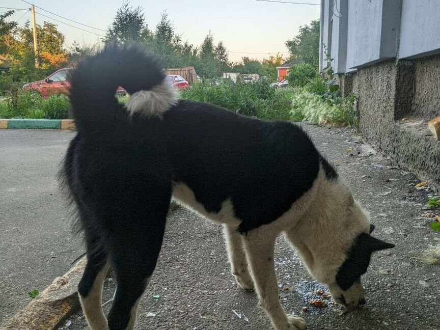 SOS Собака в добрые руки