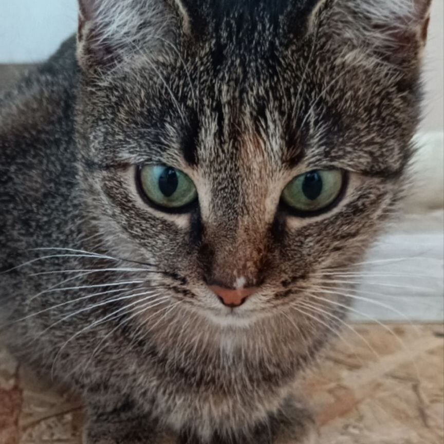 Кошка-Мурка-ищет Дом и любящего человека