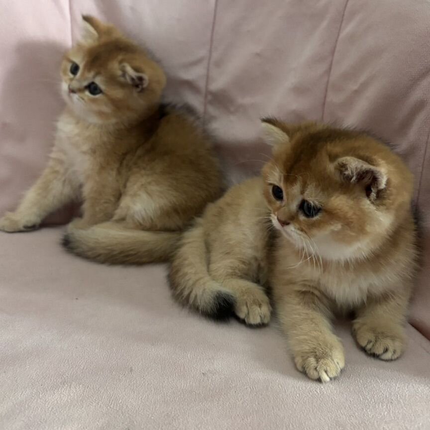 Шотландский вислоухий короткошёрстный котёнок