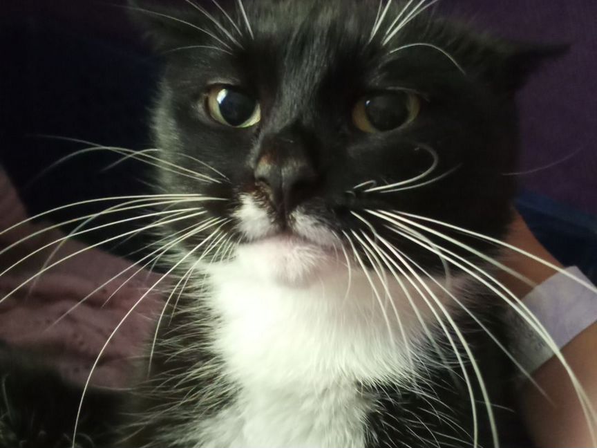 Кошка и два котенка