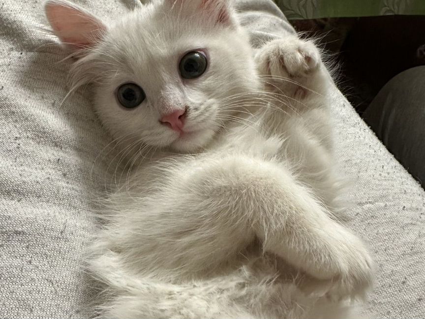 Турецкая ангора котенок