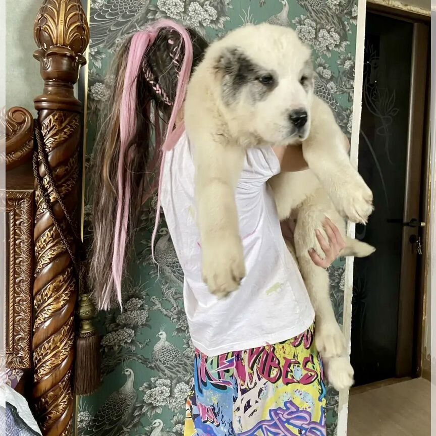 Среднеазиатская овчарка, щенок