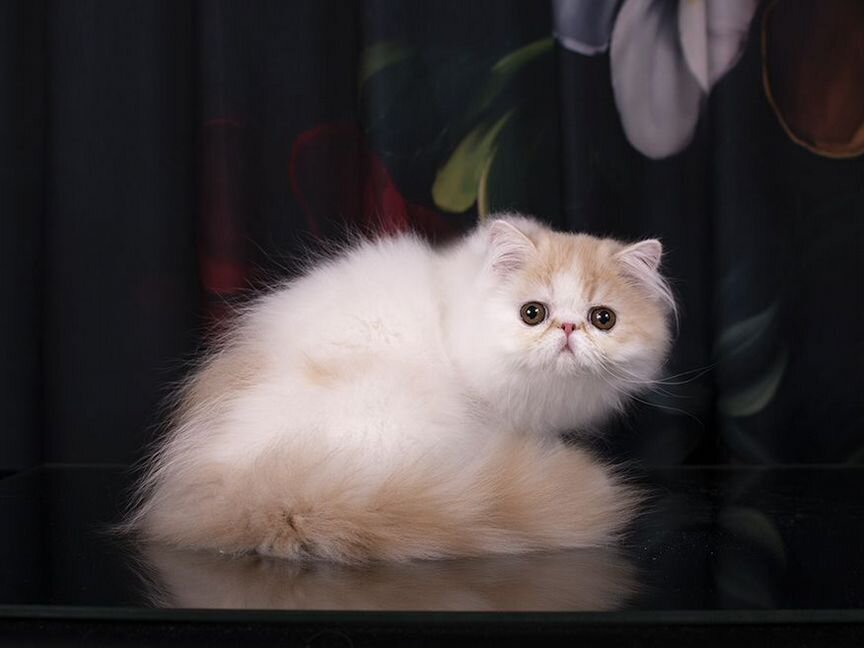 Самый нежный котик