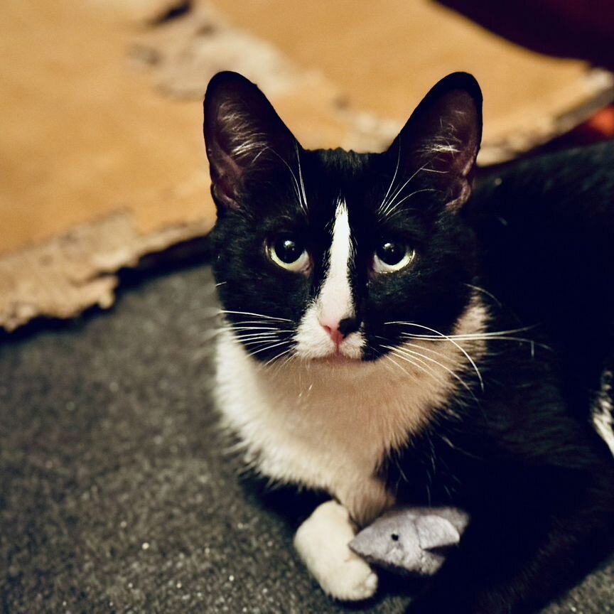 Кошечка миилая