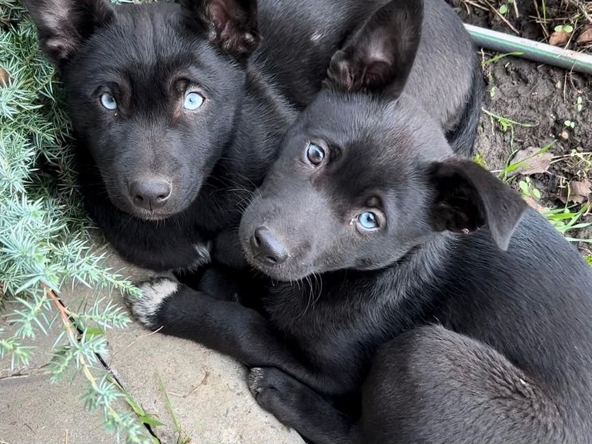 Щеночек-метис сибирского хаски ростов / область