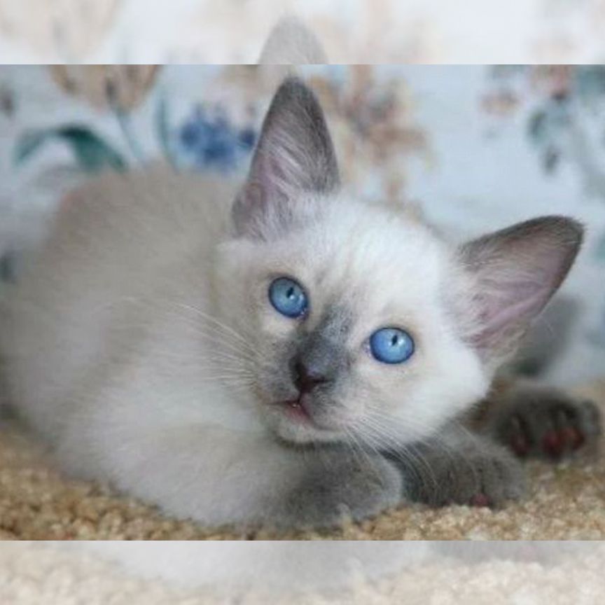 Котята блю поинт с ветпаспортом