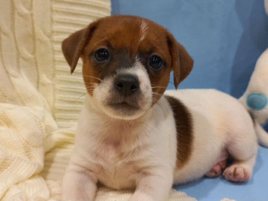 Малышка-Премиум