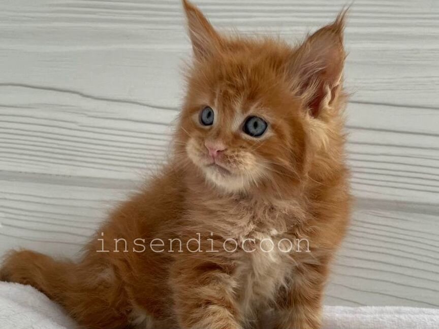 Котик мейн-кун