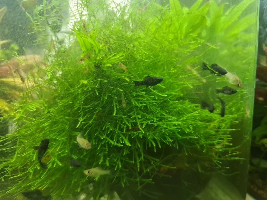 Моллинезия велифера