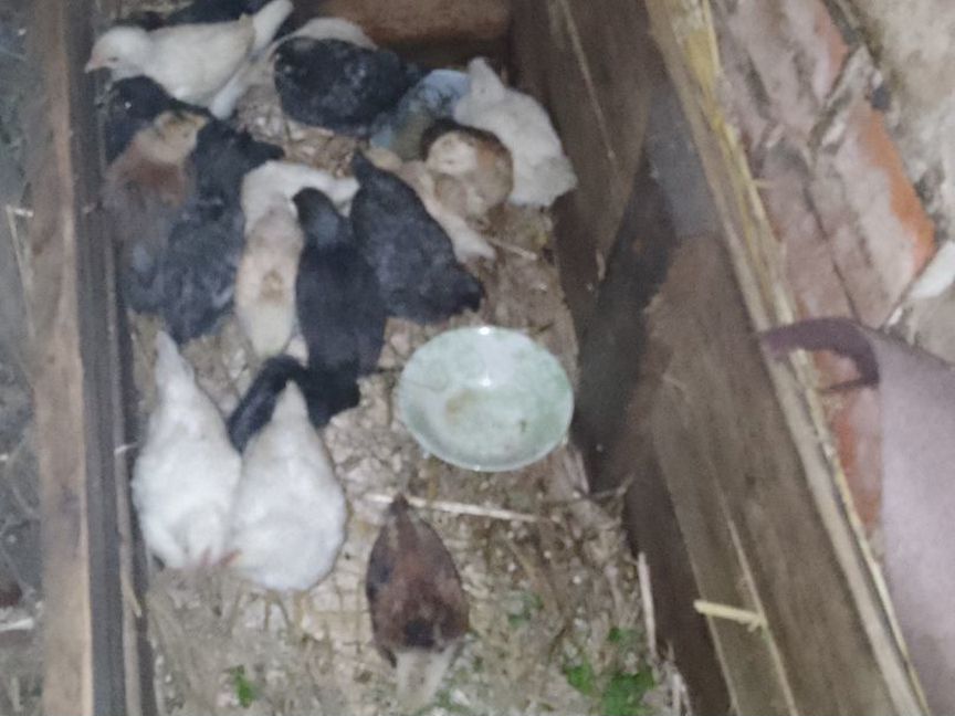 Куры несушки продам