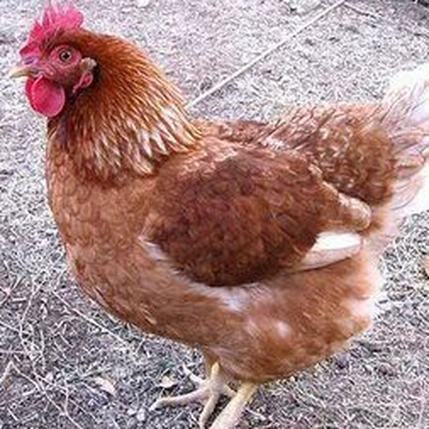 Куры несушки родонит