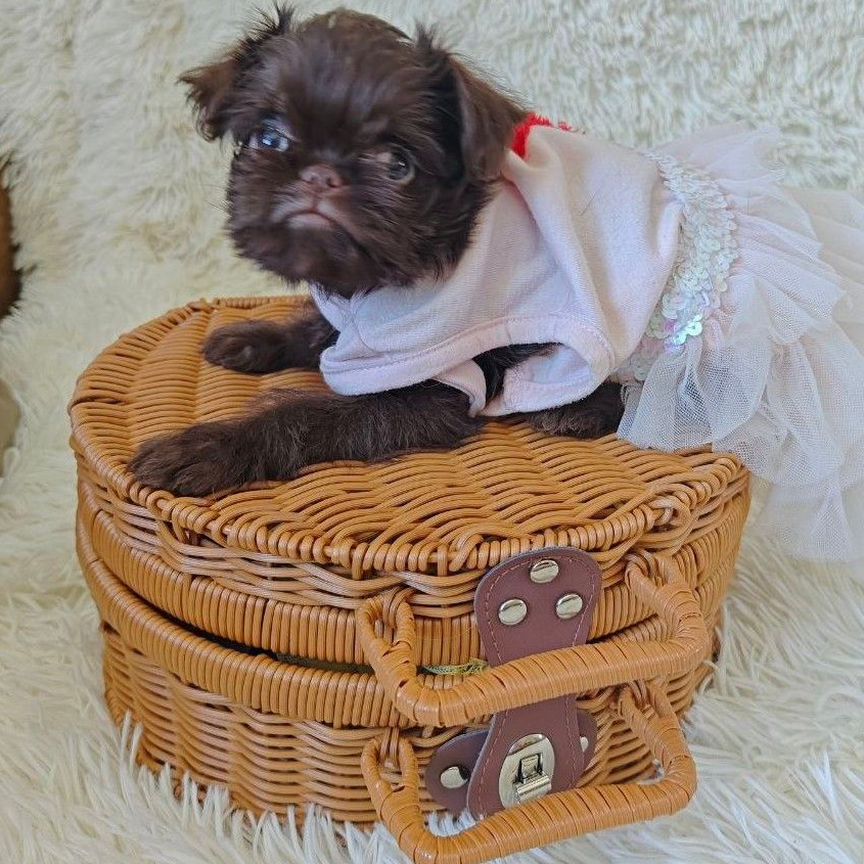 Бельгийский гриффон, щенок