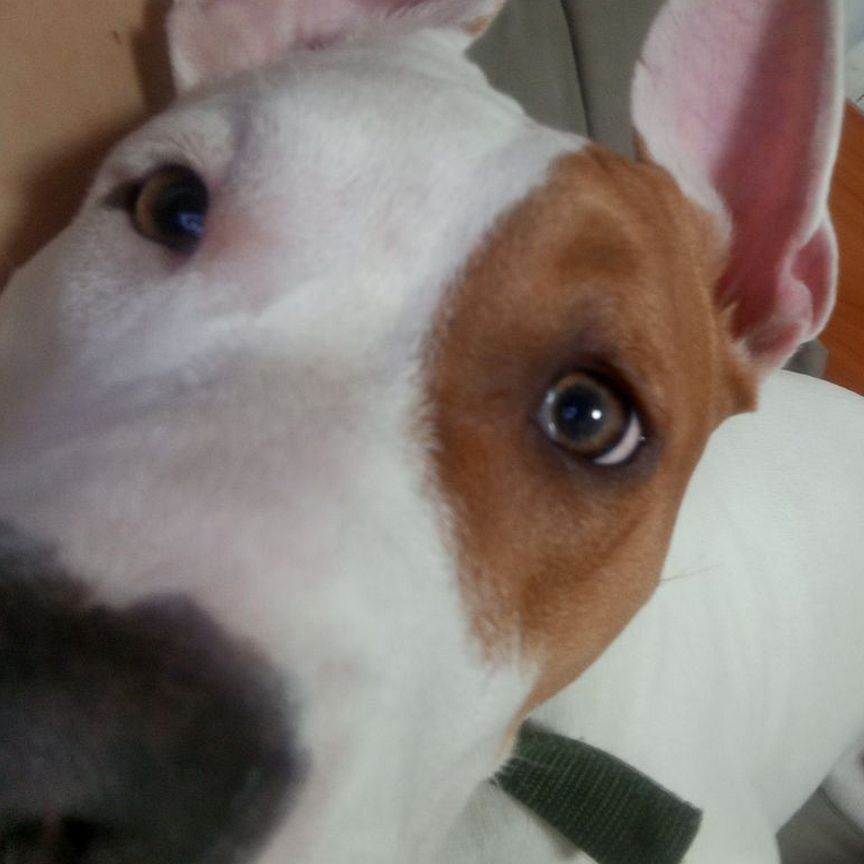 Стаффордширский бультерьер, щенок