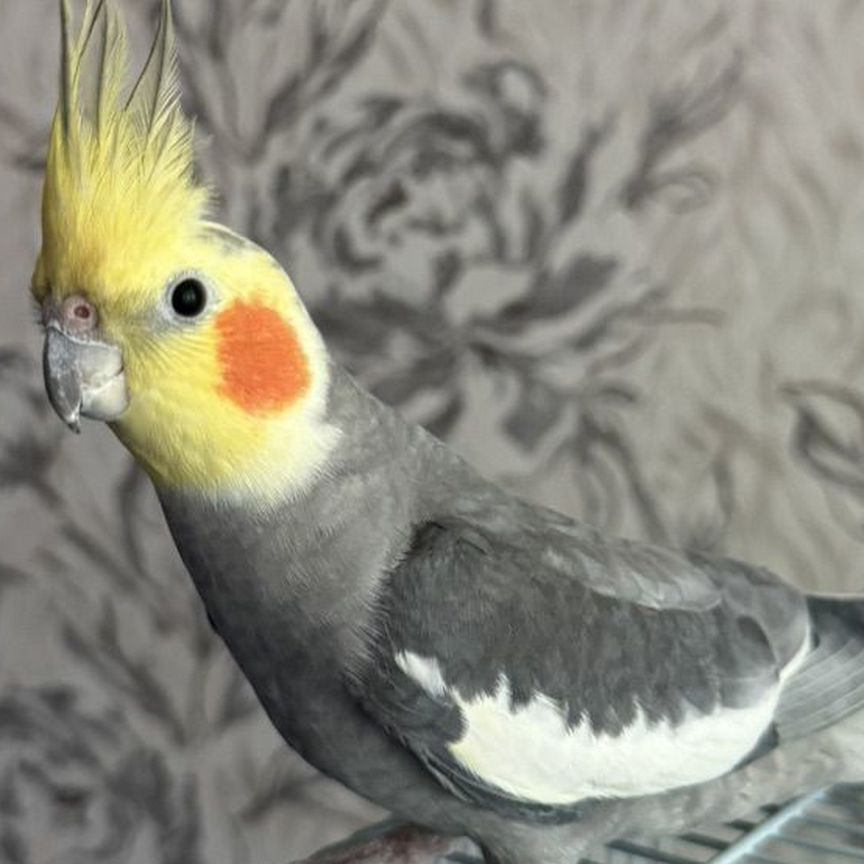 Попугай корелла с клеткой и полным комплектом