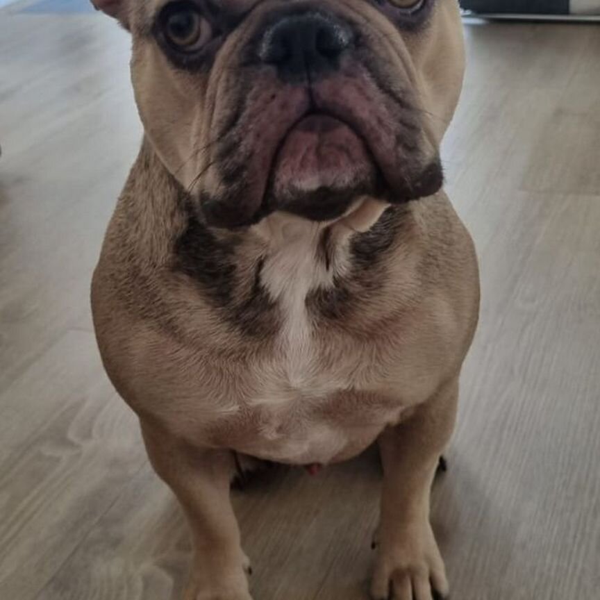 Французский бульдог