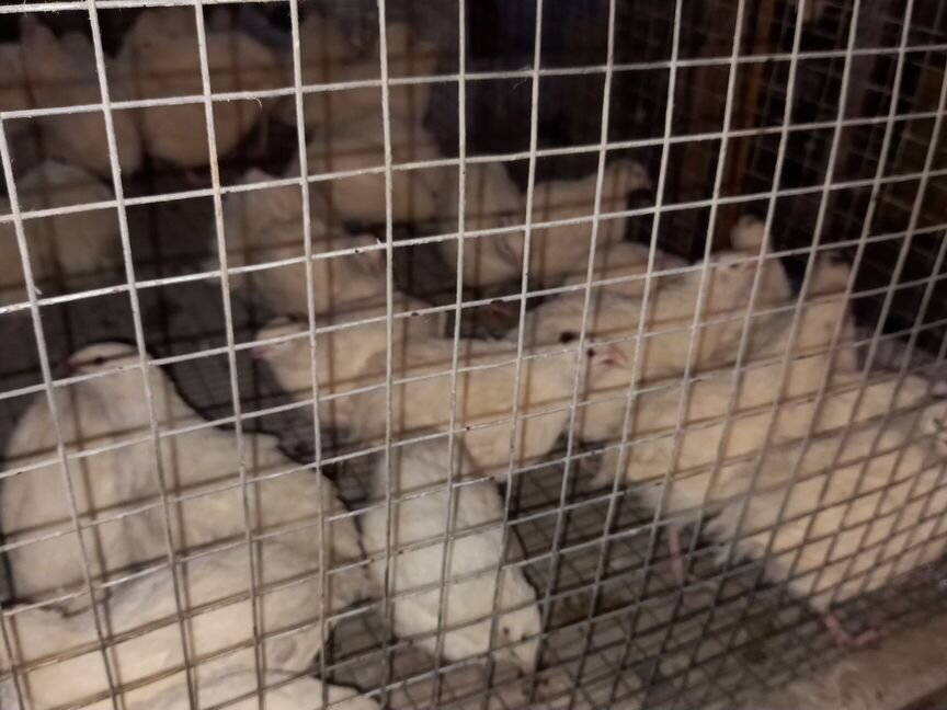 Перепела техасские