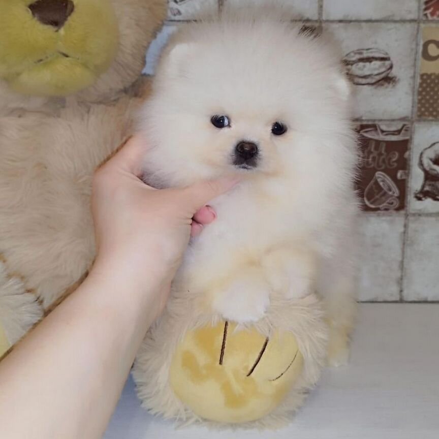 Померанский шпиц, щенок