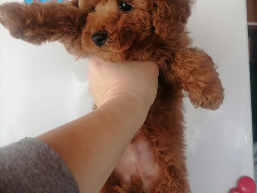 Рыжий эльф щенок ред браун Москва