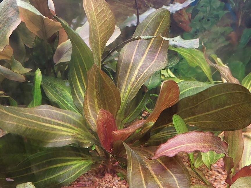 Эхинодорус Хади (Красный жемчуг), Таиладский папор